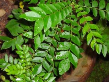 Karivepalai Podi | Curry Leaves Spice powder